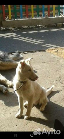 Твой лучший друг ищет тебя