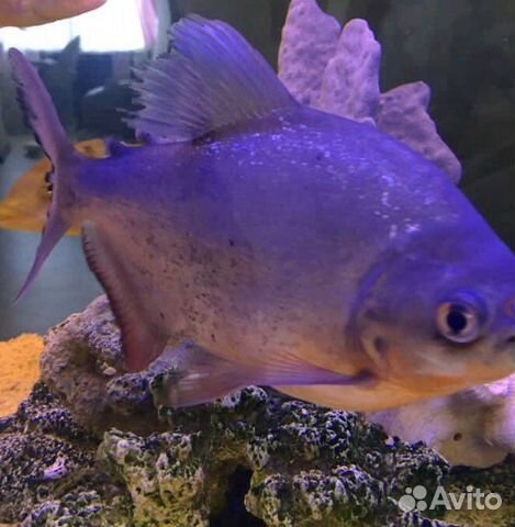 Рыба рыбка Пиранья травоядная