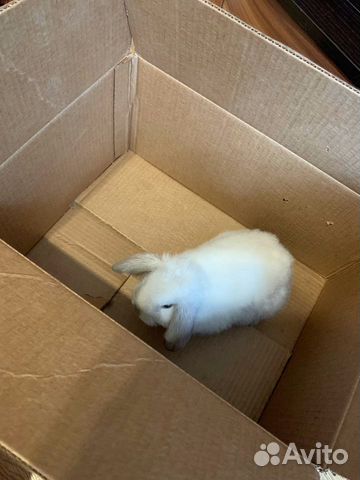 Продам крольчиху