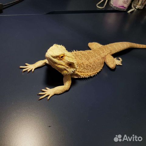 Бородатая агама Самец