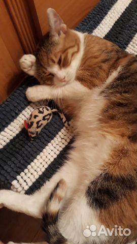 В дар милые коты и кошки