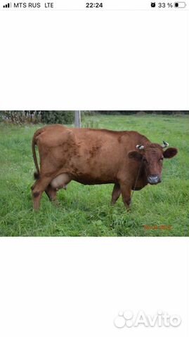 Корова дойная продается. Все вопросы по телефону