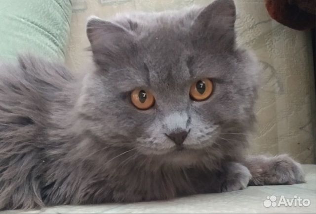 Шикарный котик Лайк спасеныш