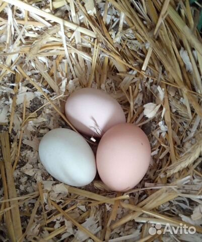 Яйцо инкубационное