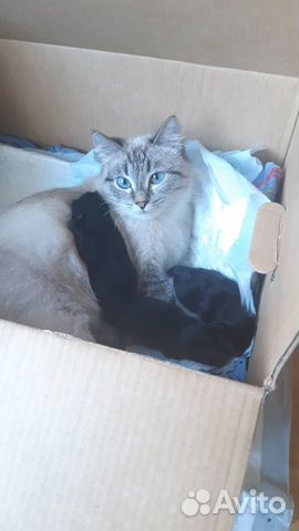 Котята в хорошие руки