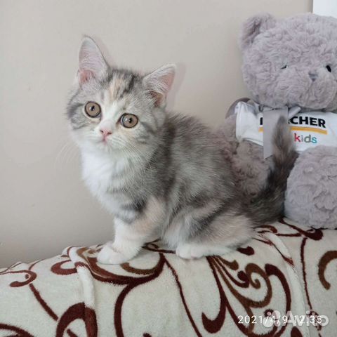 Котенок, британская прямоухая Трехцветная девочка