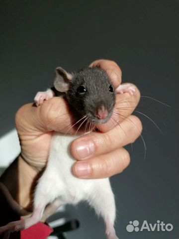 Крыса декоративная
