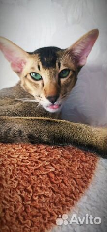 Ориентал, вязка