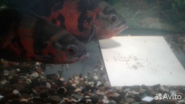 Астронотусы