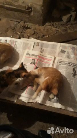 Котята 3-4 мес. подброшены в темный подвал дома, б