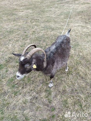 Зааненские козы