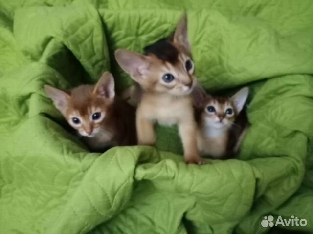 Абиссинский котенок элитные