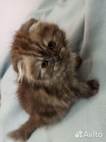Котенок британец