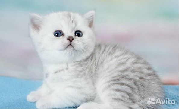 Британские пятнистые котята