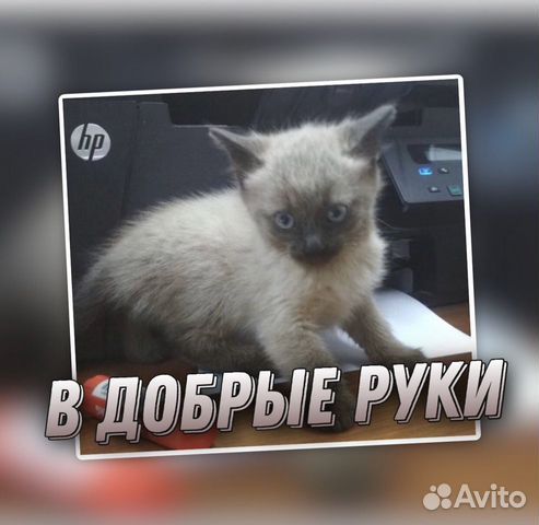 Маленький ангел в добрые руки