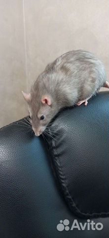 Крыса с клеткой бесплатно