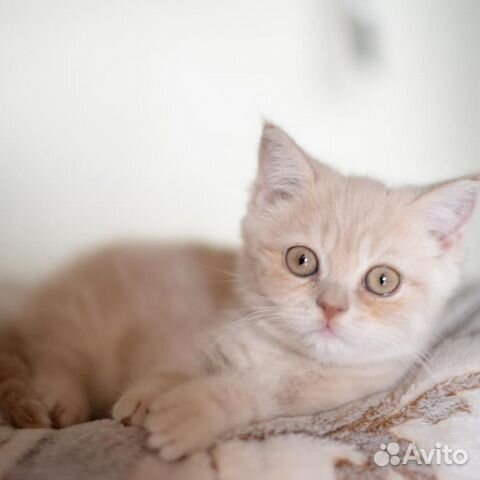 Шотландские курносики