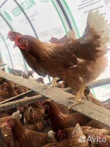 Куры молодки Ламан Браун., Родонит 3