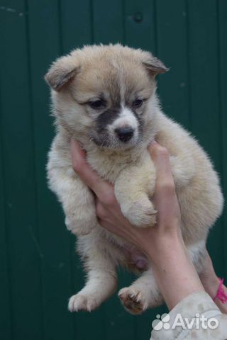 Щенок ищет дом
