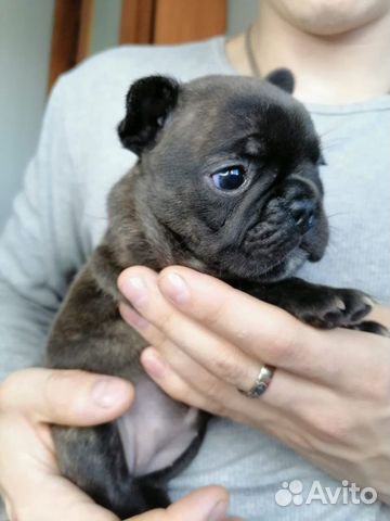 Бульдожечки