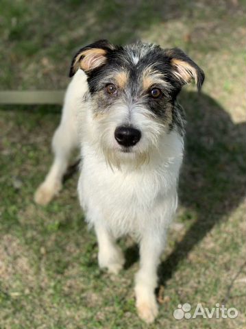Перчик метис фокстерьера отдается в добрые руки