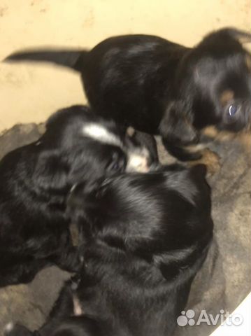 Отдам щенков в добрые руки.Мама йорк , папа неизве