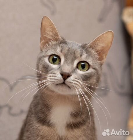 Нежная кошечка Туся 1 годик в добрые руки
