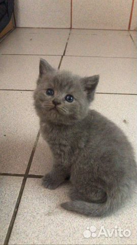 Британская