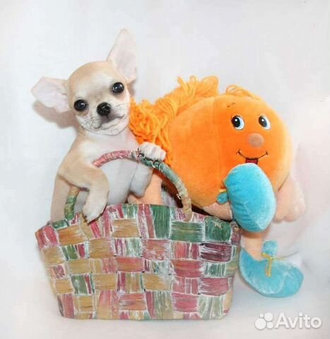 Домашние животные собаки