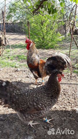 Цыплята суточные