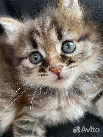 Курильский бобтейл