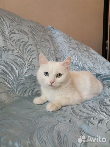 Кошка в дар