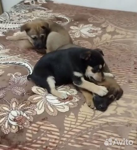 Щенки от маленкой собачки