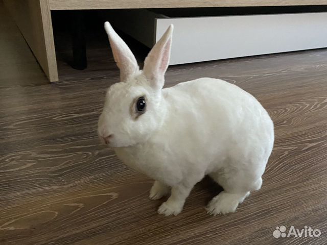 Домашний карликовый белый кролик
