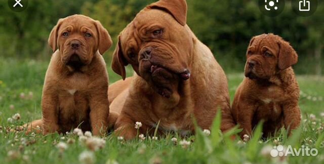 Бордоский дог