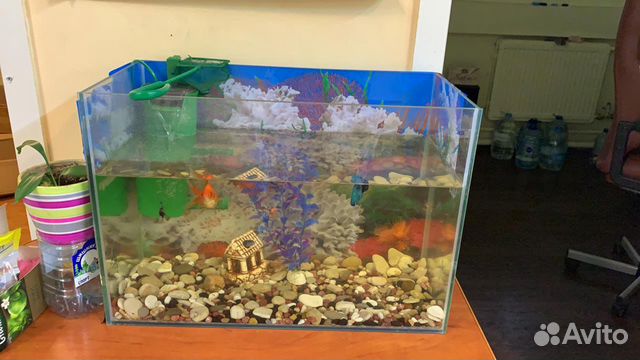 Аквариум с рыбами и всем необходимым