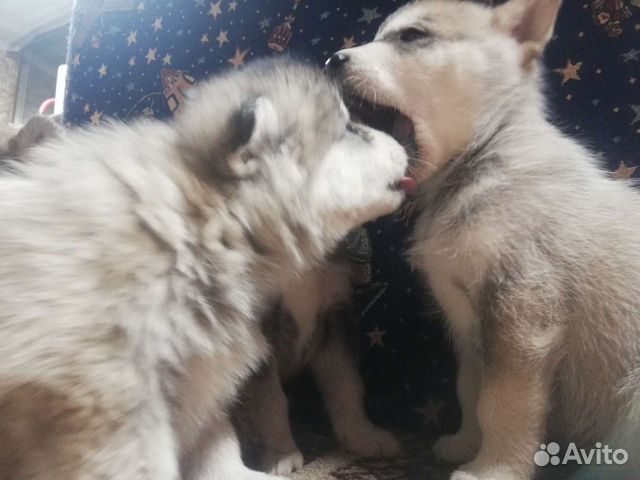 Щенята Аляскинского Маламута