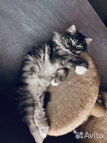 Шотландская прямоухая кошка, вязка