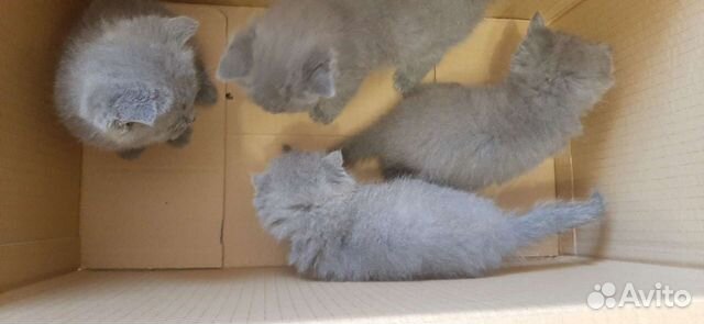 Британские котята