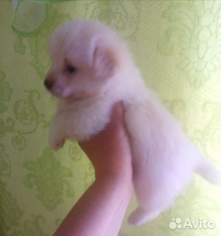 Милый пушистик