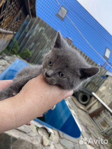 Кот в добрые руки