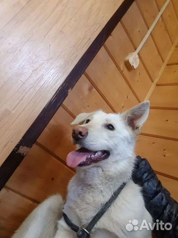 Собака в добрые руки метис
