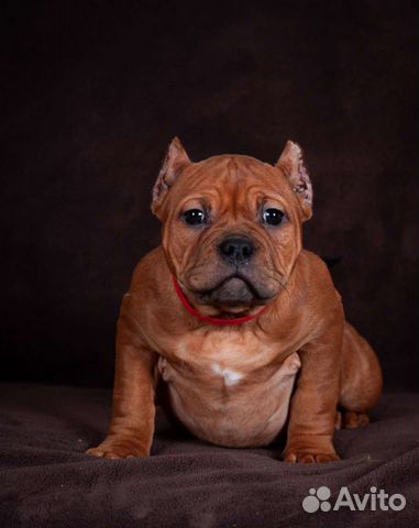 Американский булли