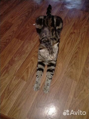 Продам котика
