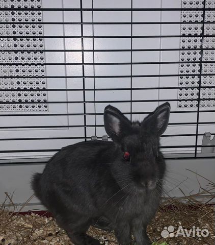 Маленький серый карликовый кролик
