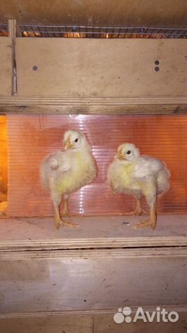 Цыплята бройлеры кобб 700
