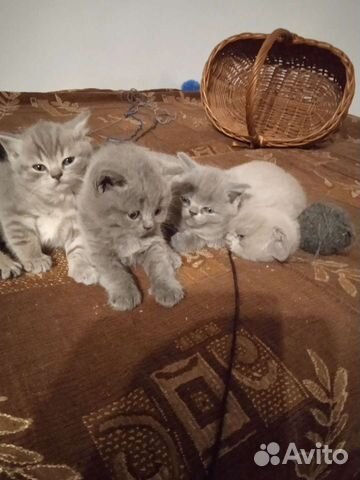 Британские котята