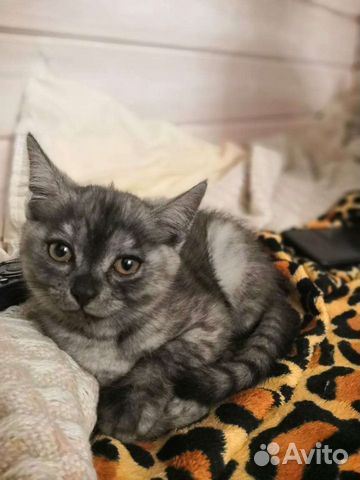 Котенок Русская голубая