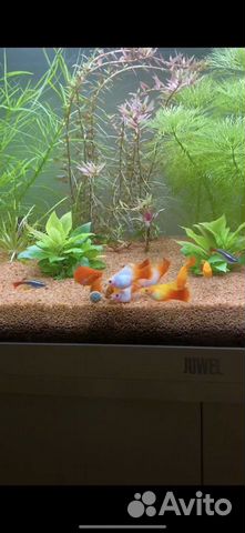 Аквариумные растения - Погостемон Октопус