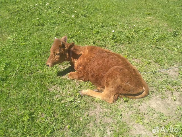 Телачка 7 месяцев